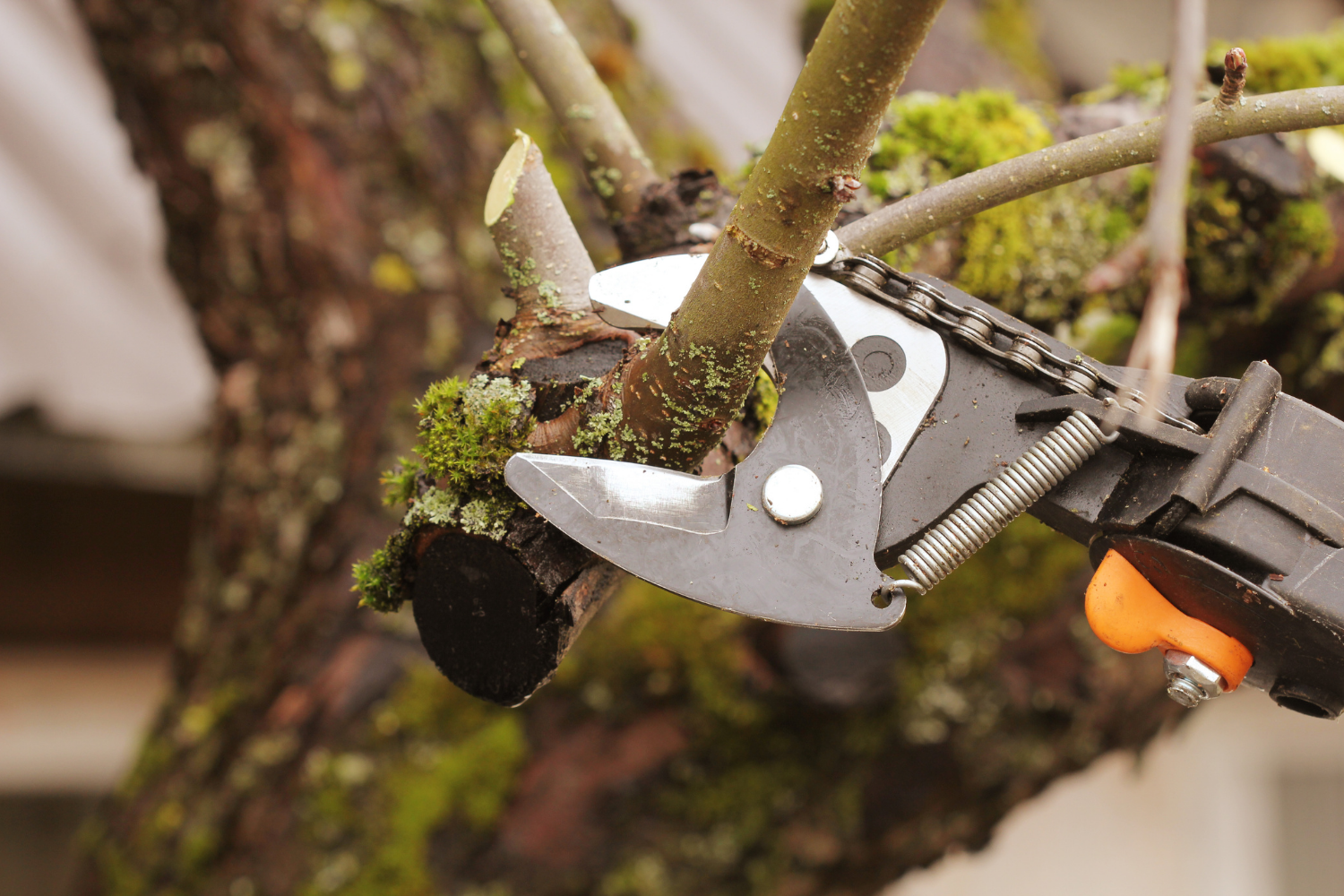 Tree Trimming vs. Tree Pruning: Understanding the Key Differences - Blog - Finest Tree Service